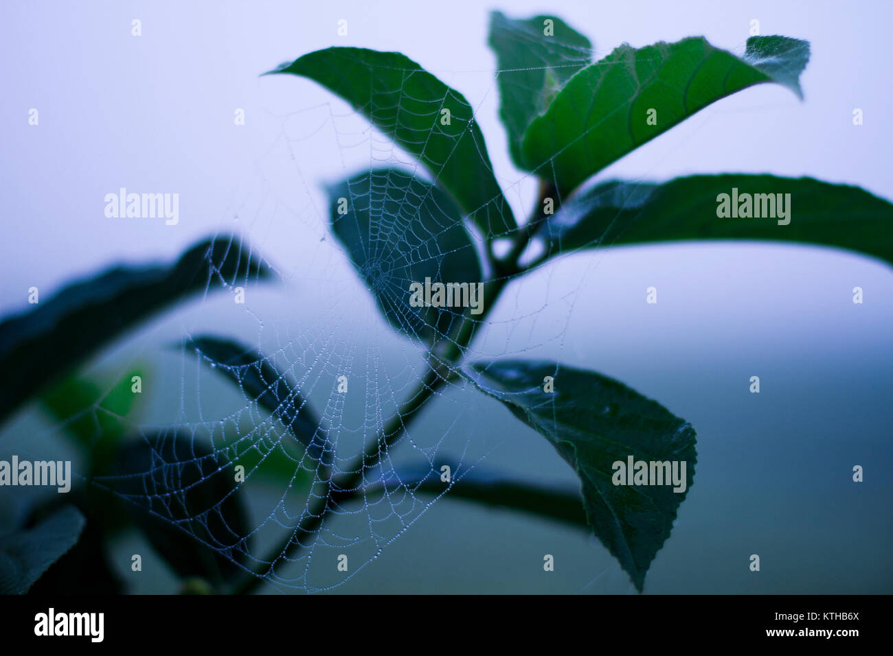spider net in a foggy morning on a fig tree in rural Bangladesh Stock ...