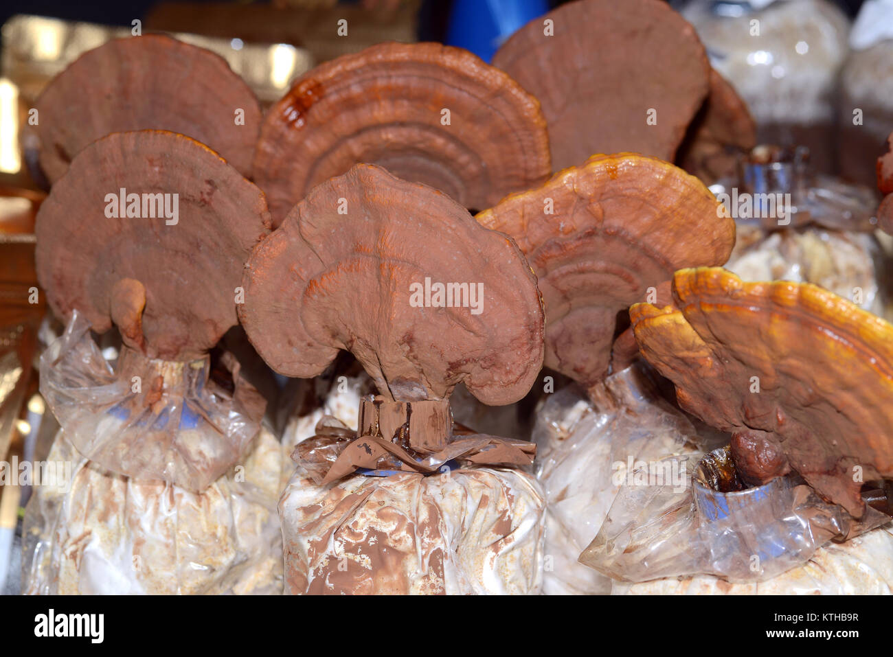 Lingzhi is the Chinese traditional medicine and The spiritual essence ...