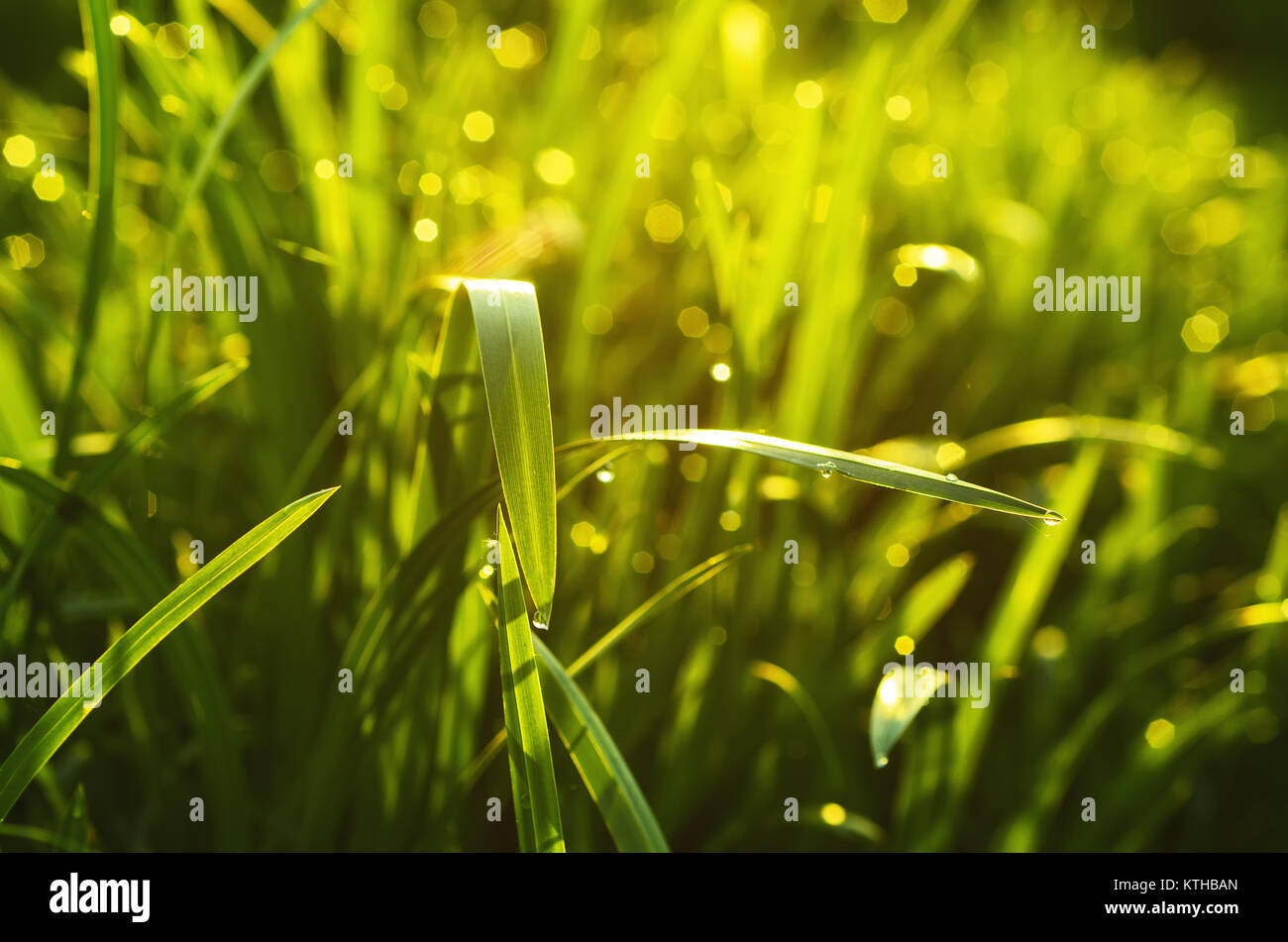 Natural abstract sunny background Stock Photo - Alamy