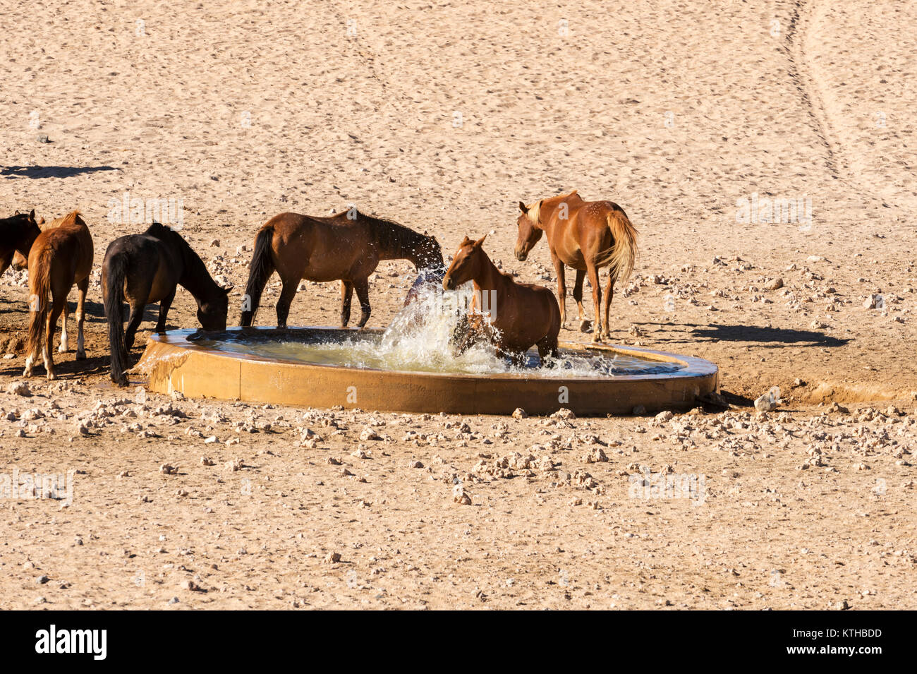 Wild horses of the Garub in Namibia; a small herd of feral horses ...