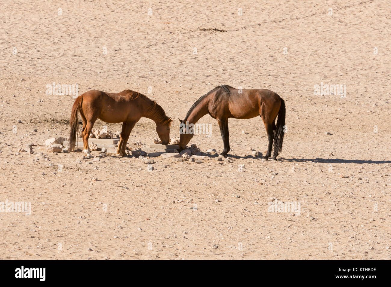 Wild horses of the Garub in Namibia; a small herd of feral horses ...
