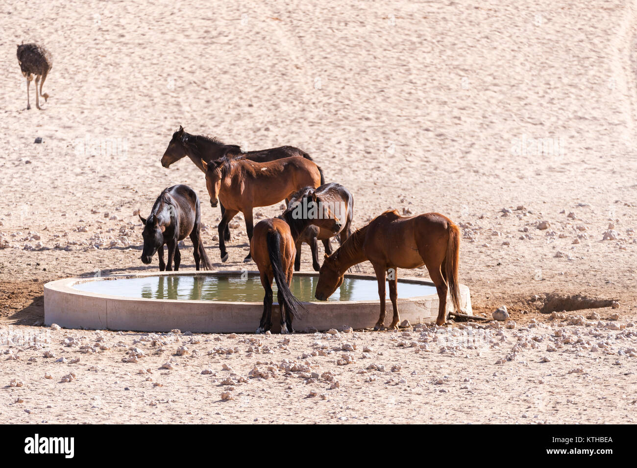 Wild horses of the Garub in Namibia; a small herd of feral horses ...