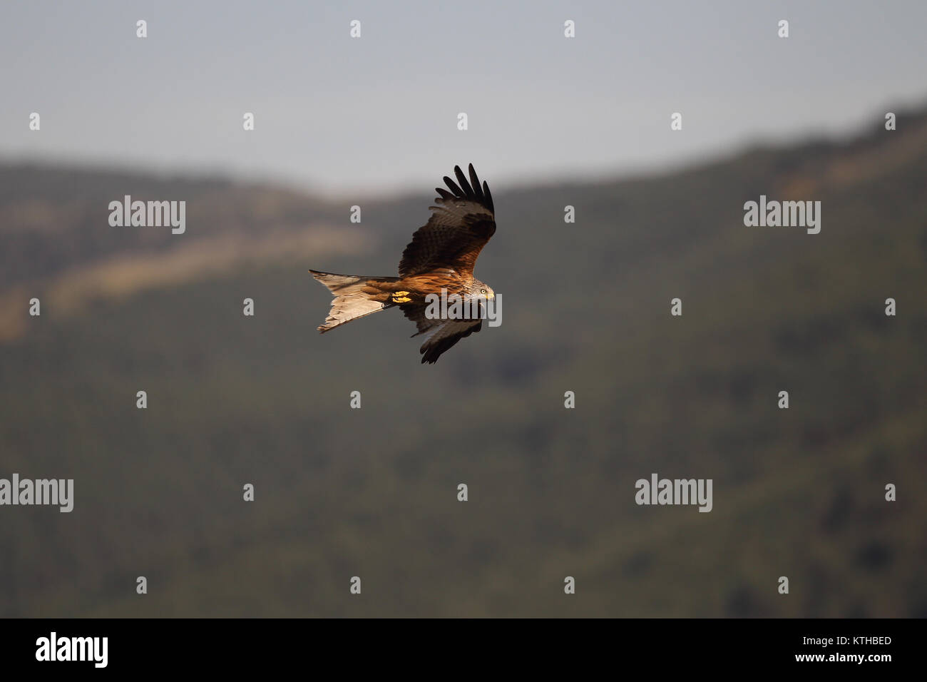 red kite summer migration Stock Photo - Alamy