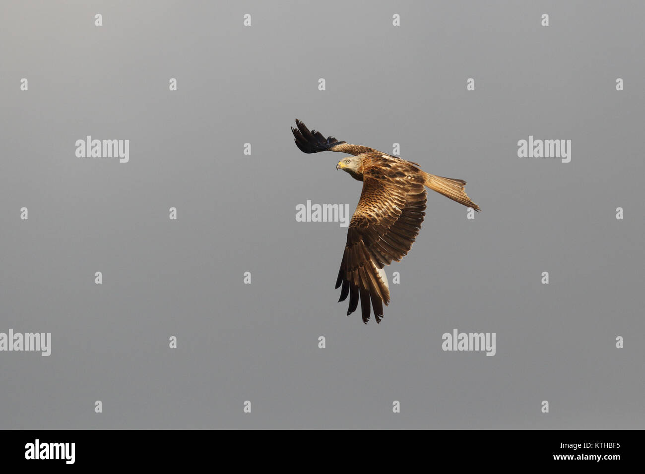 red kite summer migration Stock Photo - Alamy