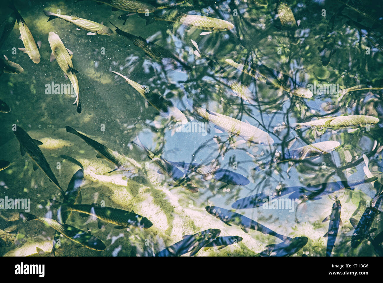 Group of fish in Krka waterfalls, croatian national park. Close up ...