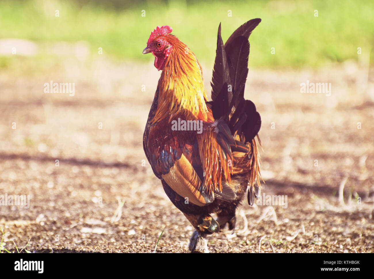 Rooster standing in the field. Farm animal. Nostalgic filter Stock ...