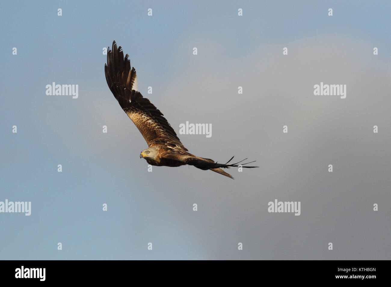 red kite summer migration Stock Photo - Alamy