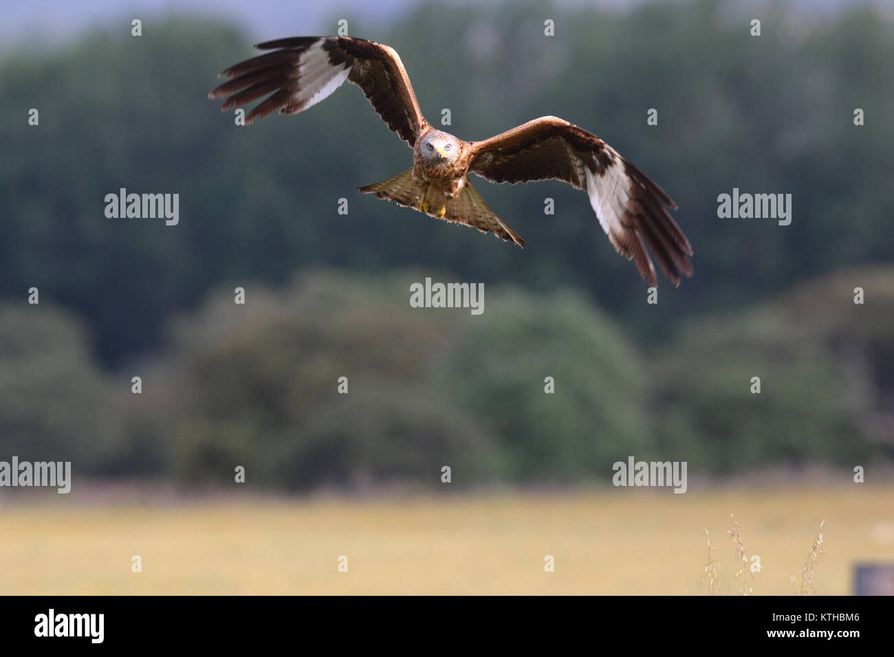 red kite summer migration Stock Photo - Alamy