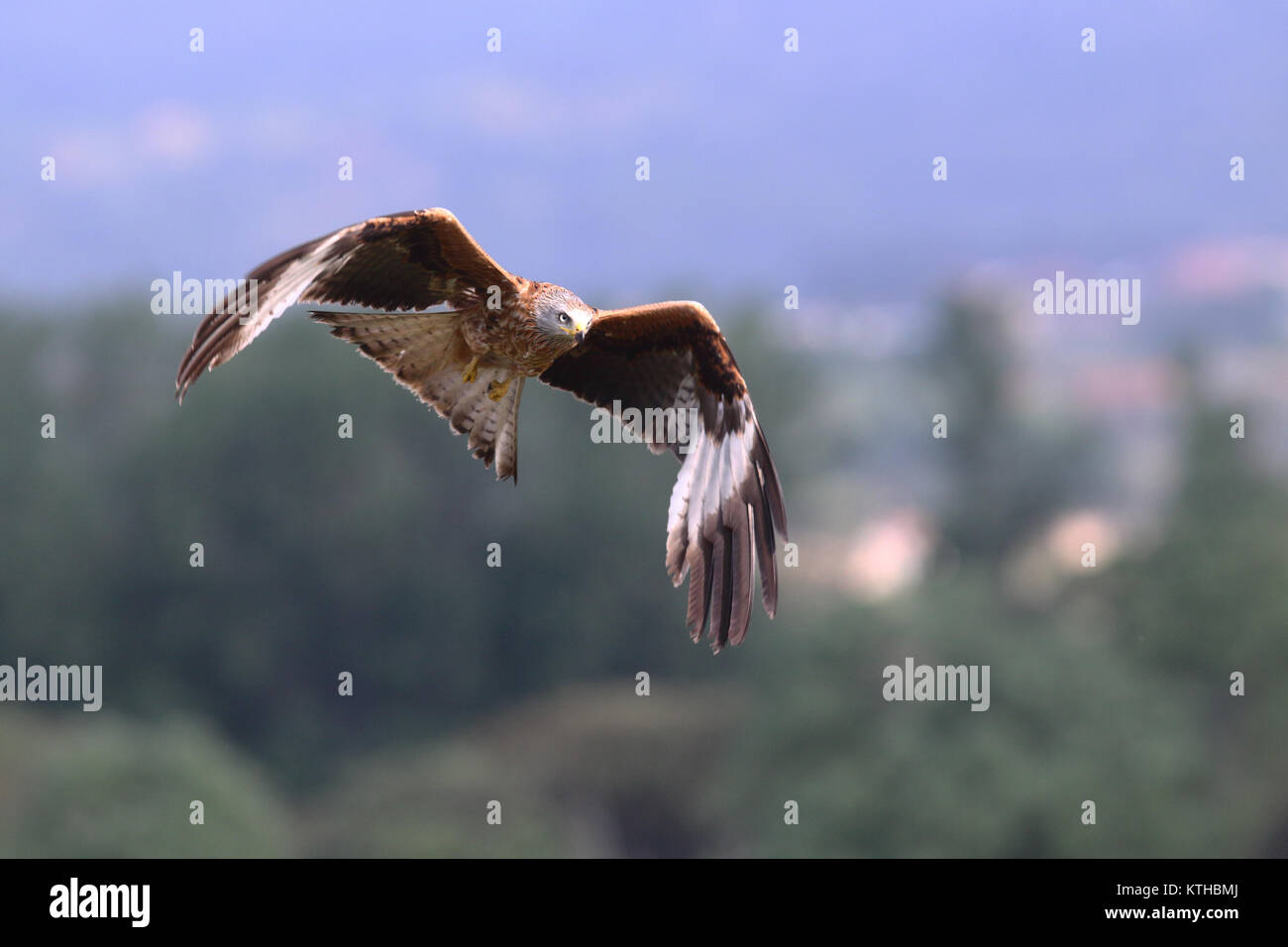 red kite summer migration Stock Photo - Alamy