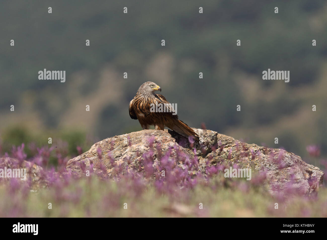 red kite summer migration Stock Photo - Alamy