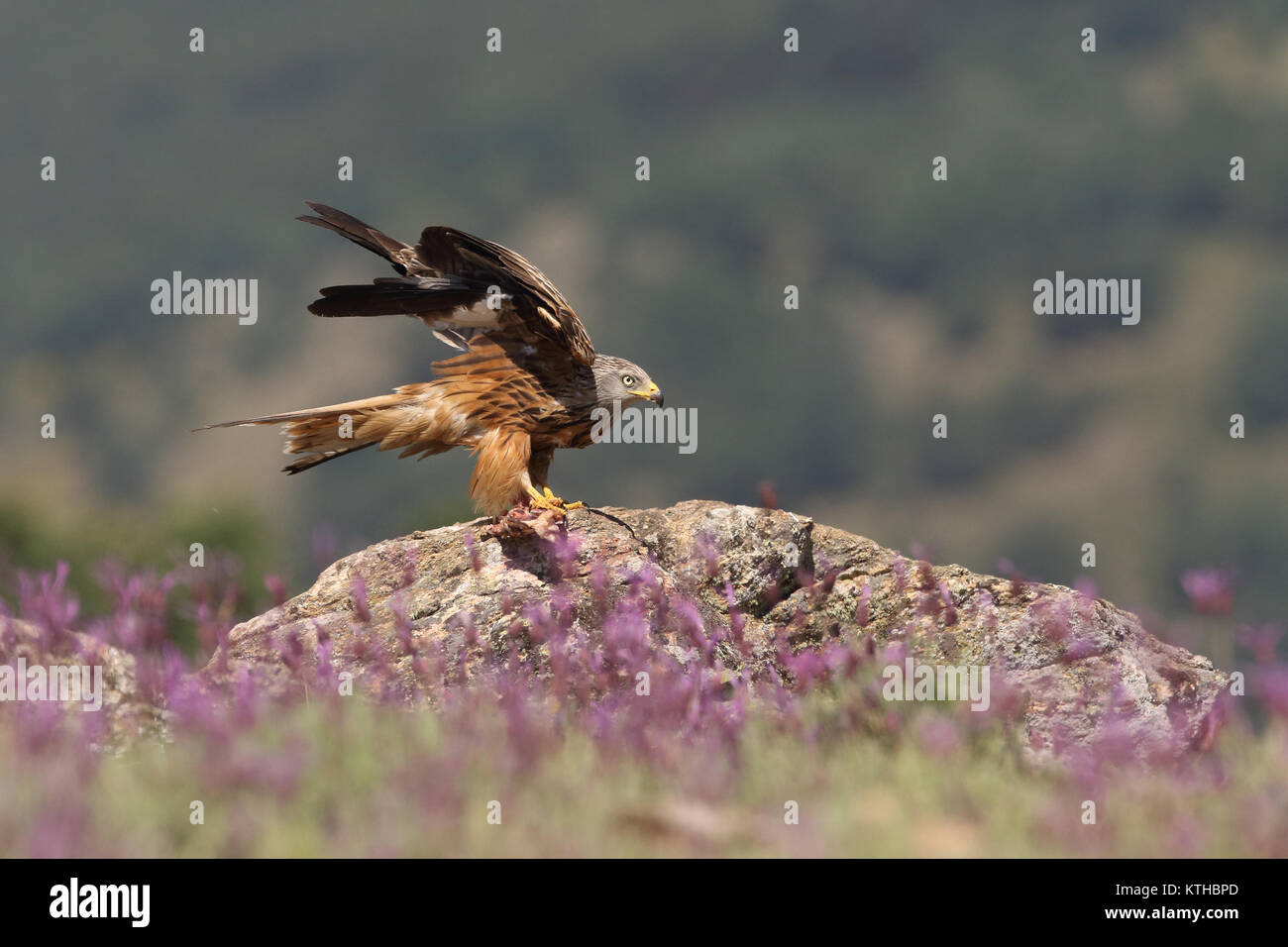 red kite summer migration Stock Photo - Alamy