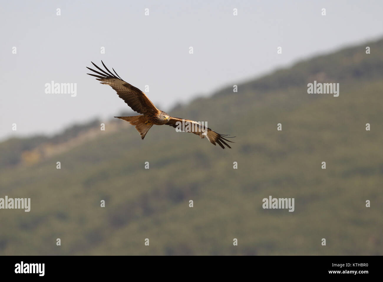 red kite summer migration Stock Photo - Alamy