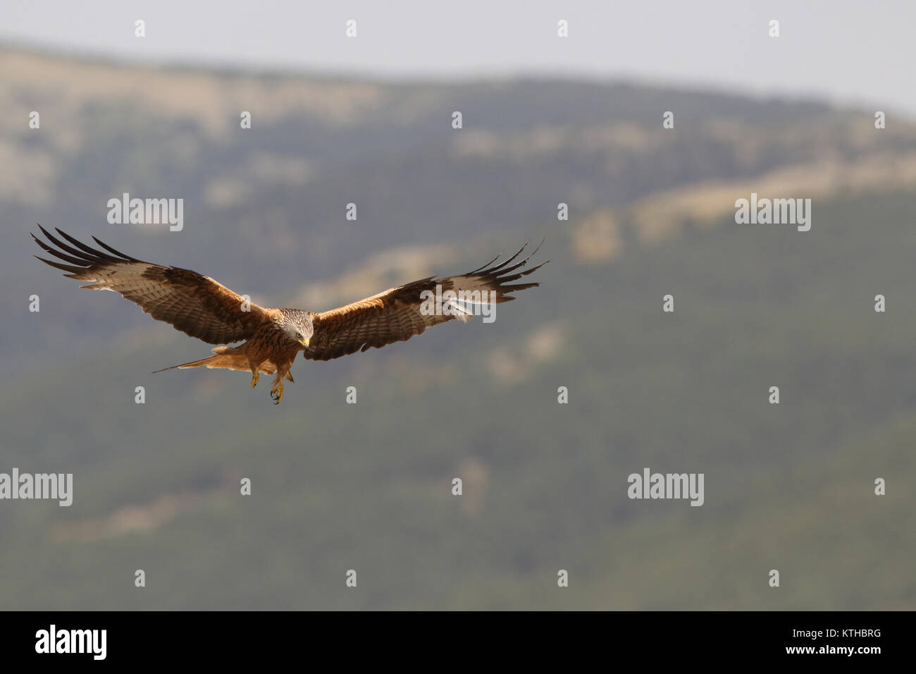 red kite summer migration Stock Photo - Alamy