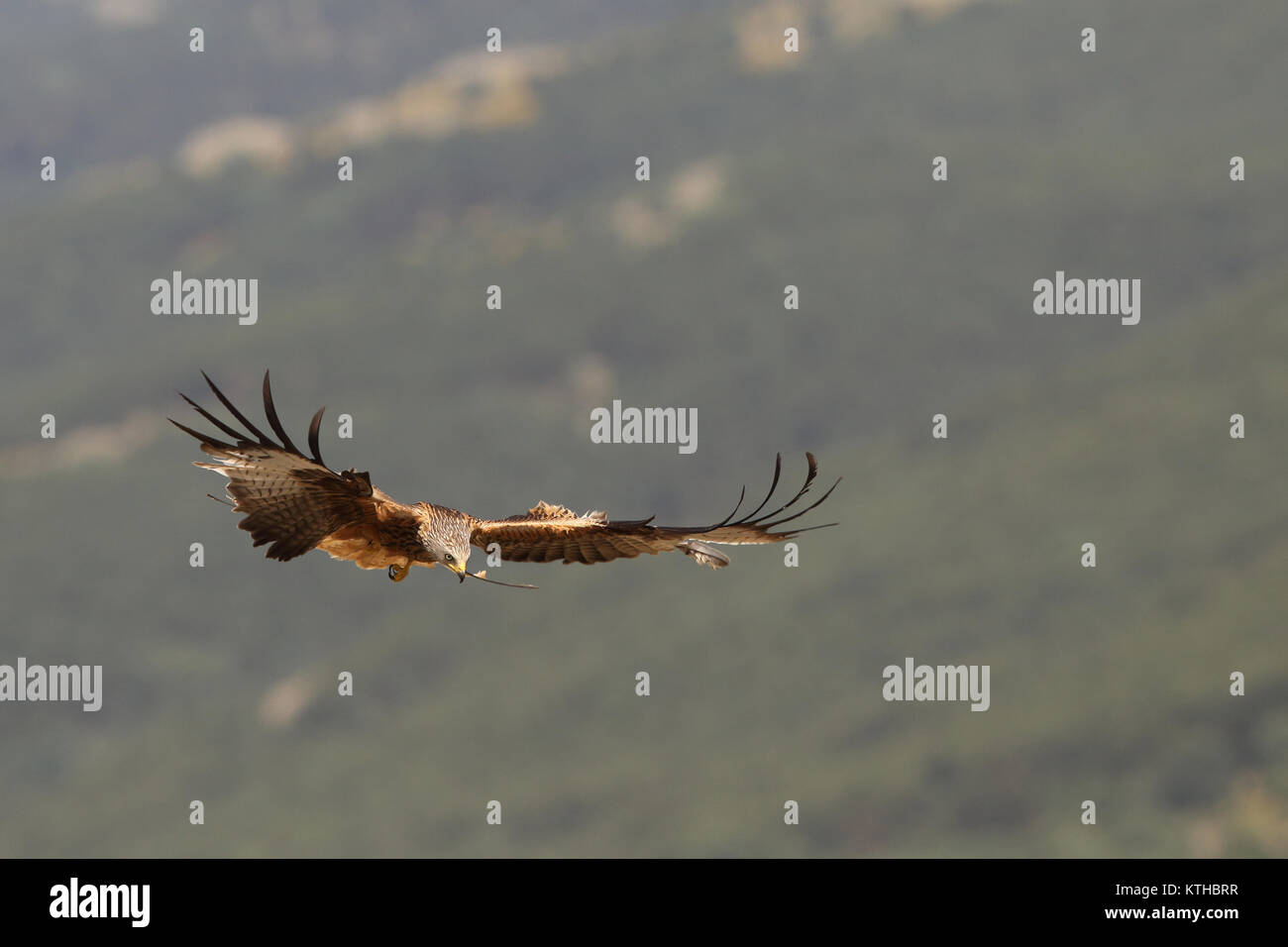 red kite summer migration Stock Photo - Alamy