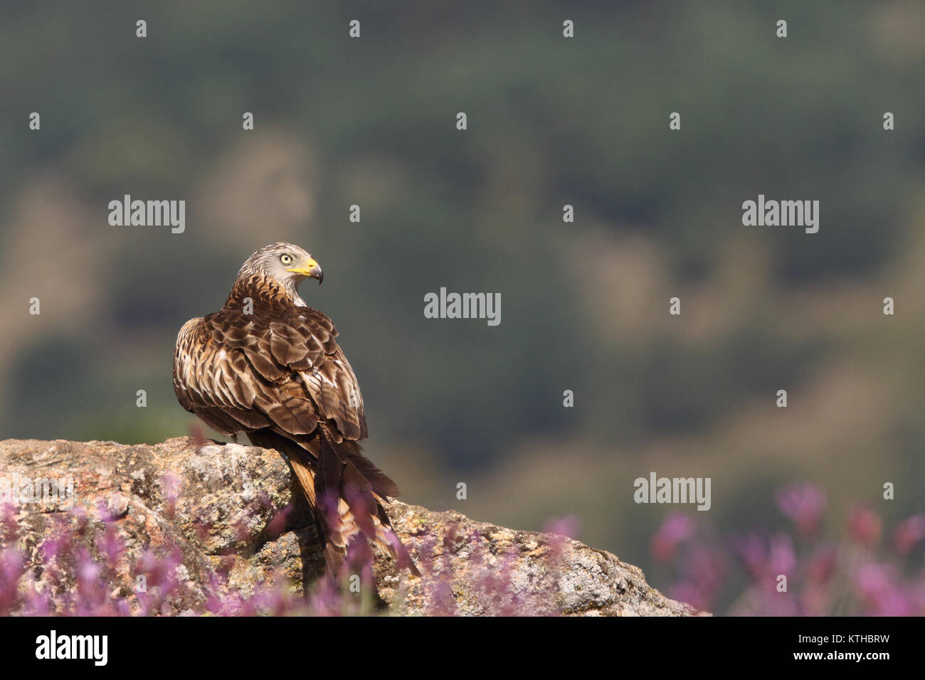 red kite summer migration Stock Photo - Alamy
