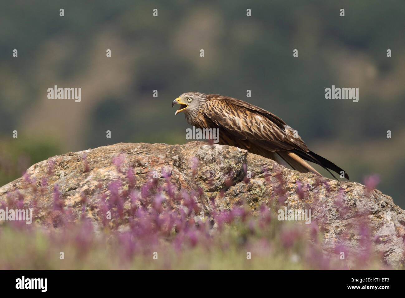 red kite summer migration Stock Photo - Alamy