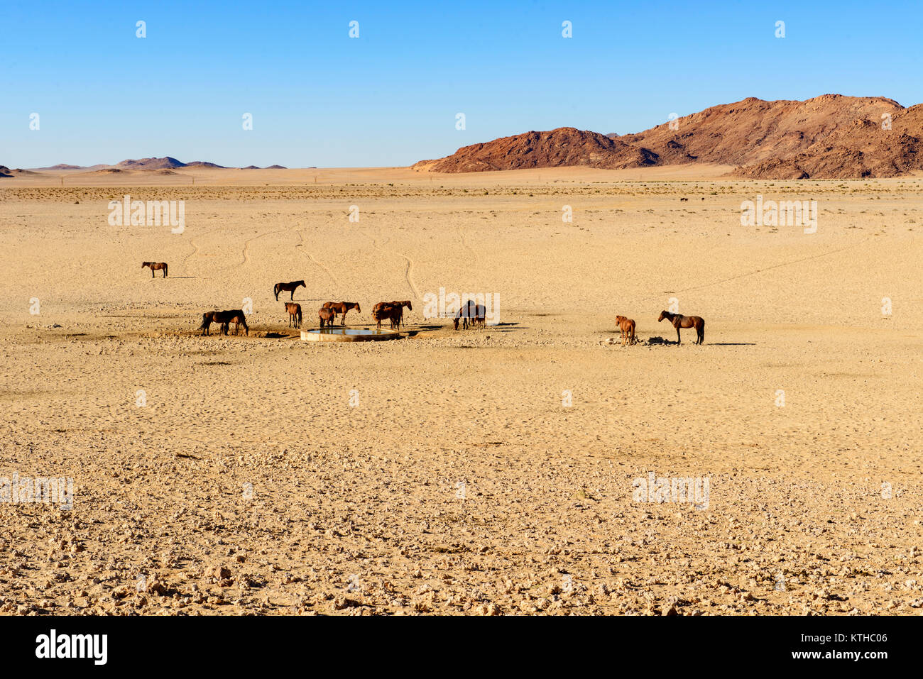 Wild horses of the Garub in Namibia; a small herd of feral horses ...