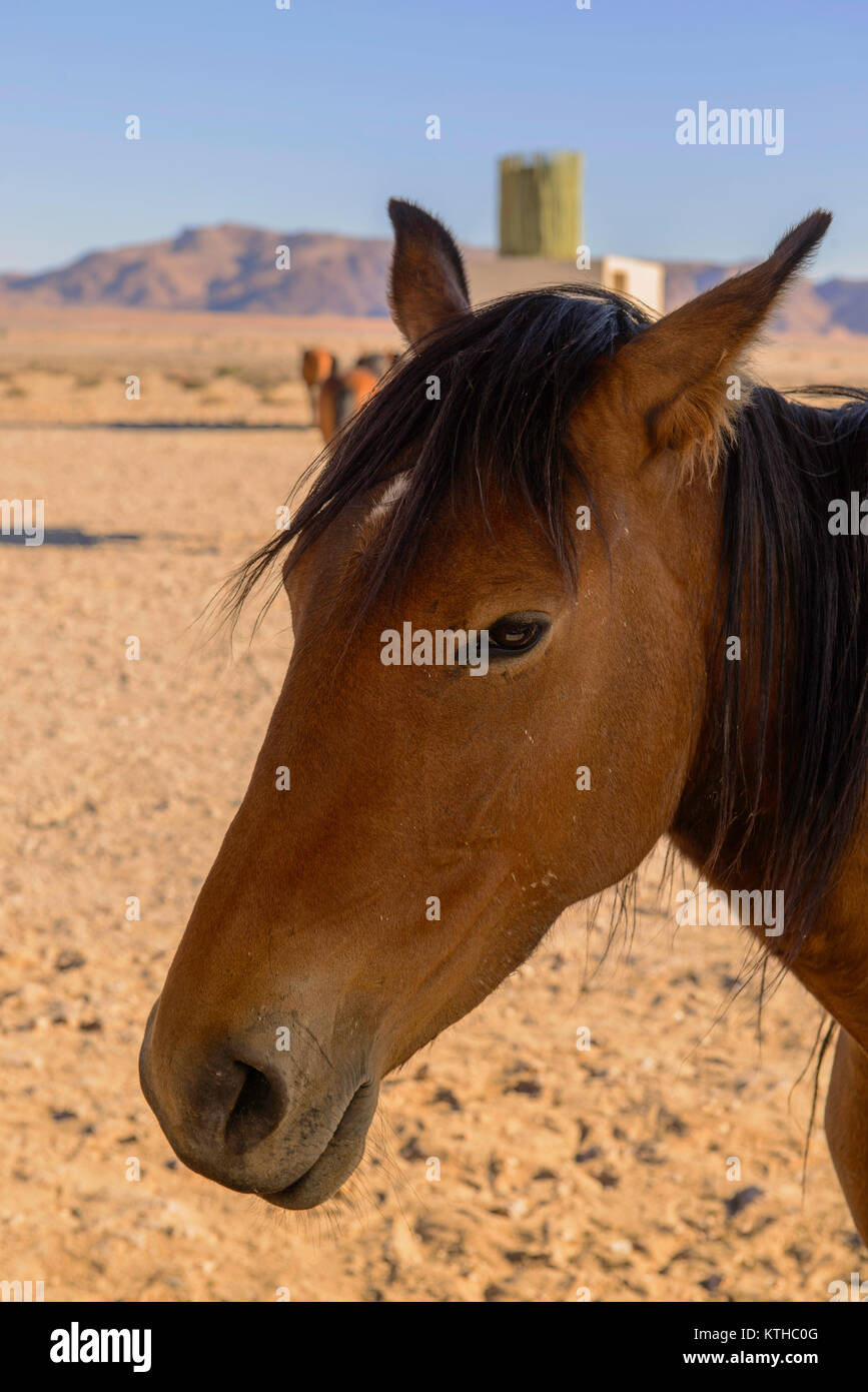 Wild horses of the Garub in Namibia; a small herd of feral horses ...