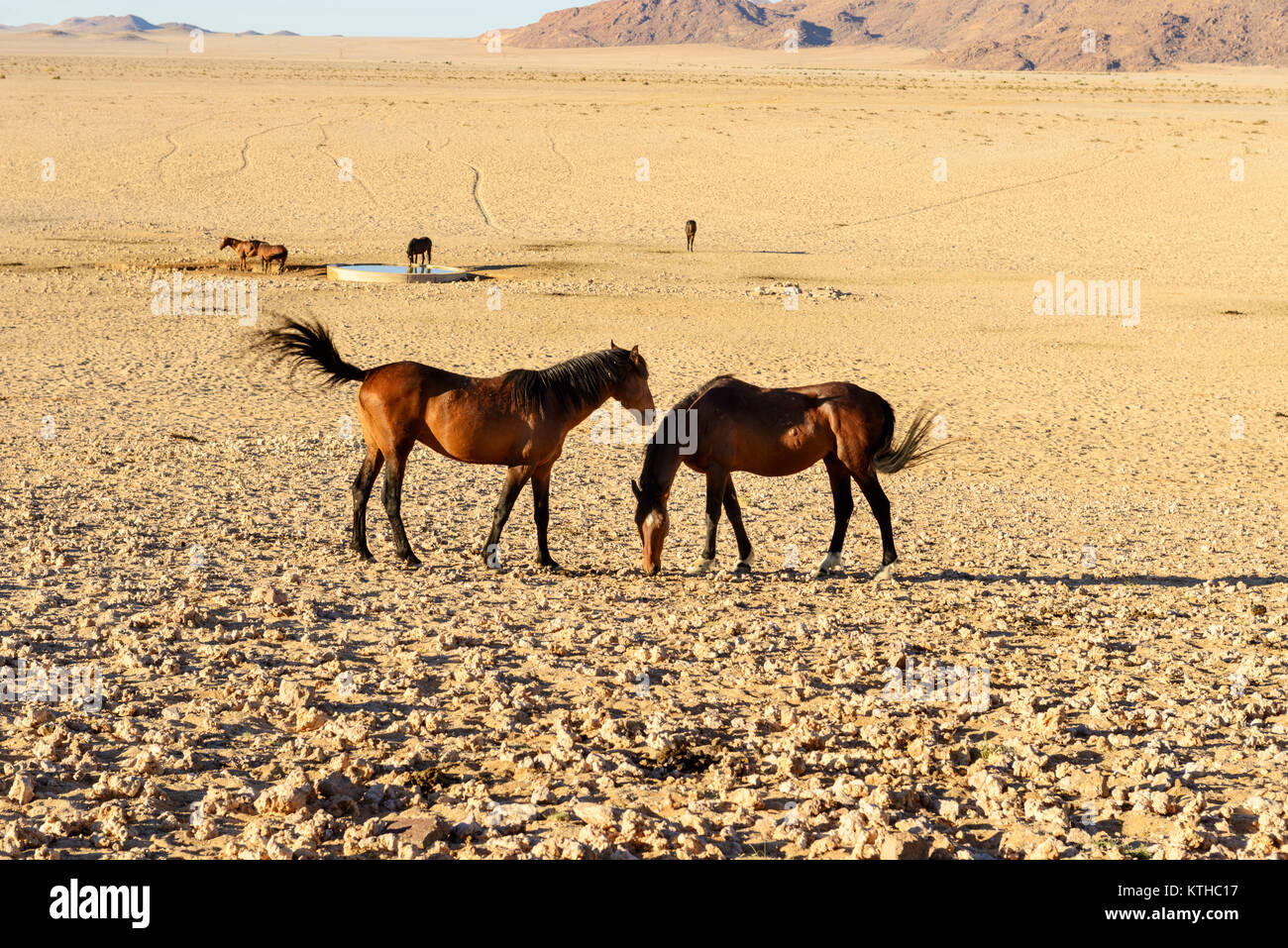 Wild horses of the Garub in Namibia; a small herd of feral horses ...