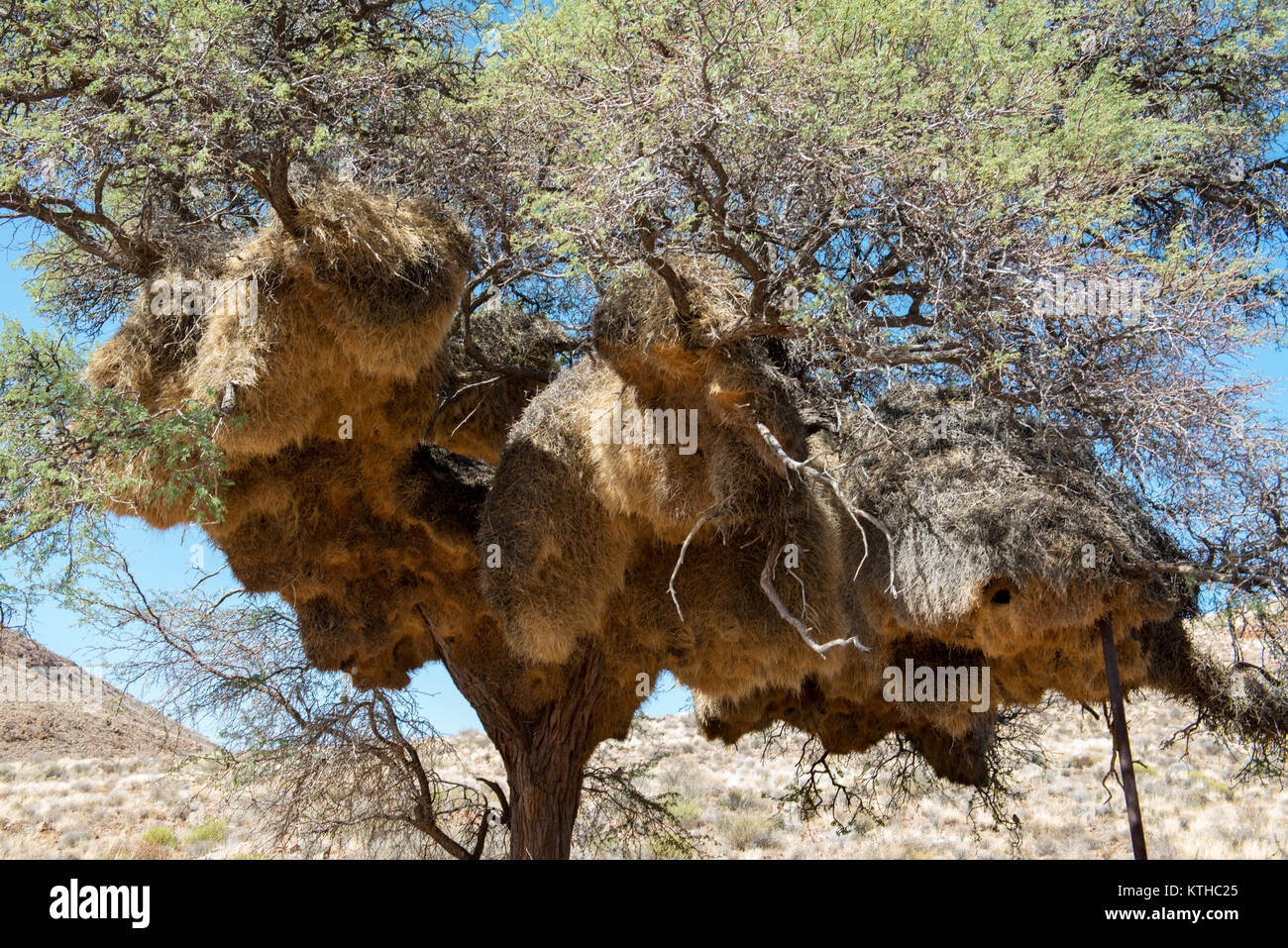 Namibian colonial birds nest hi-res stock photography and images - Alamy