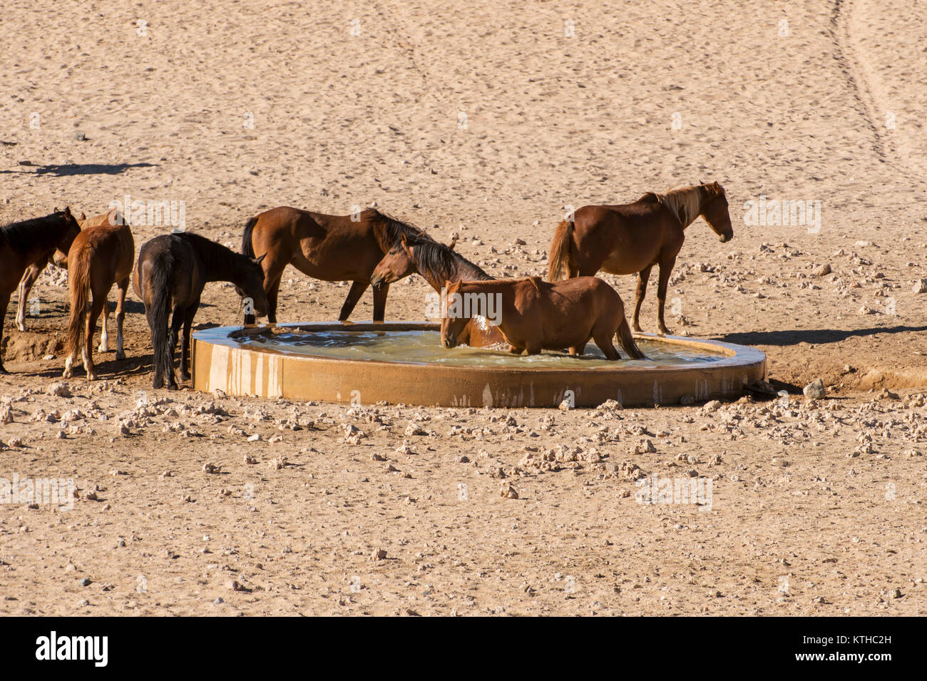 Wild horses of the Garub in Namibia; a small herd of feral horses ...