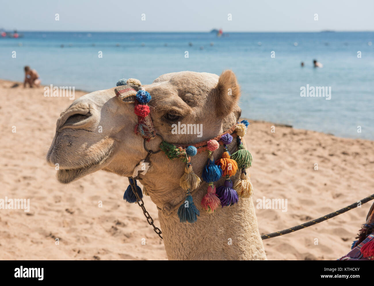 Closeup of dromedary camel head with ornate colorful bridle harness on ...