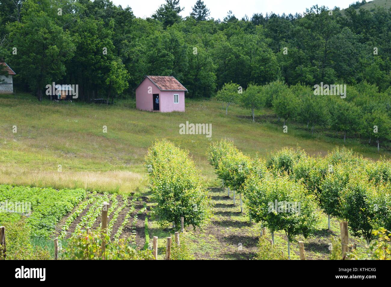 house and orchard Stock Photo - Alamy
