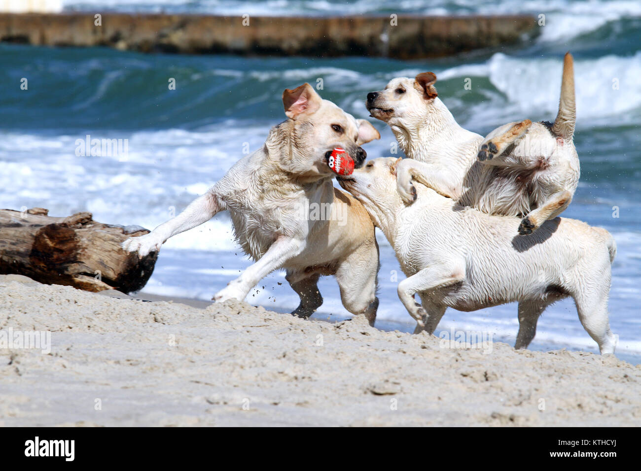three yellow labradors playing at the sea in summer Stock Photo - Alamy
