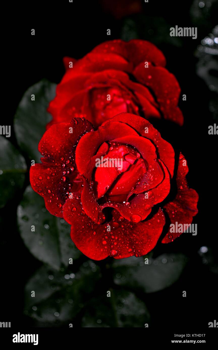Rose with rain drops Stock Photo - Alamy