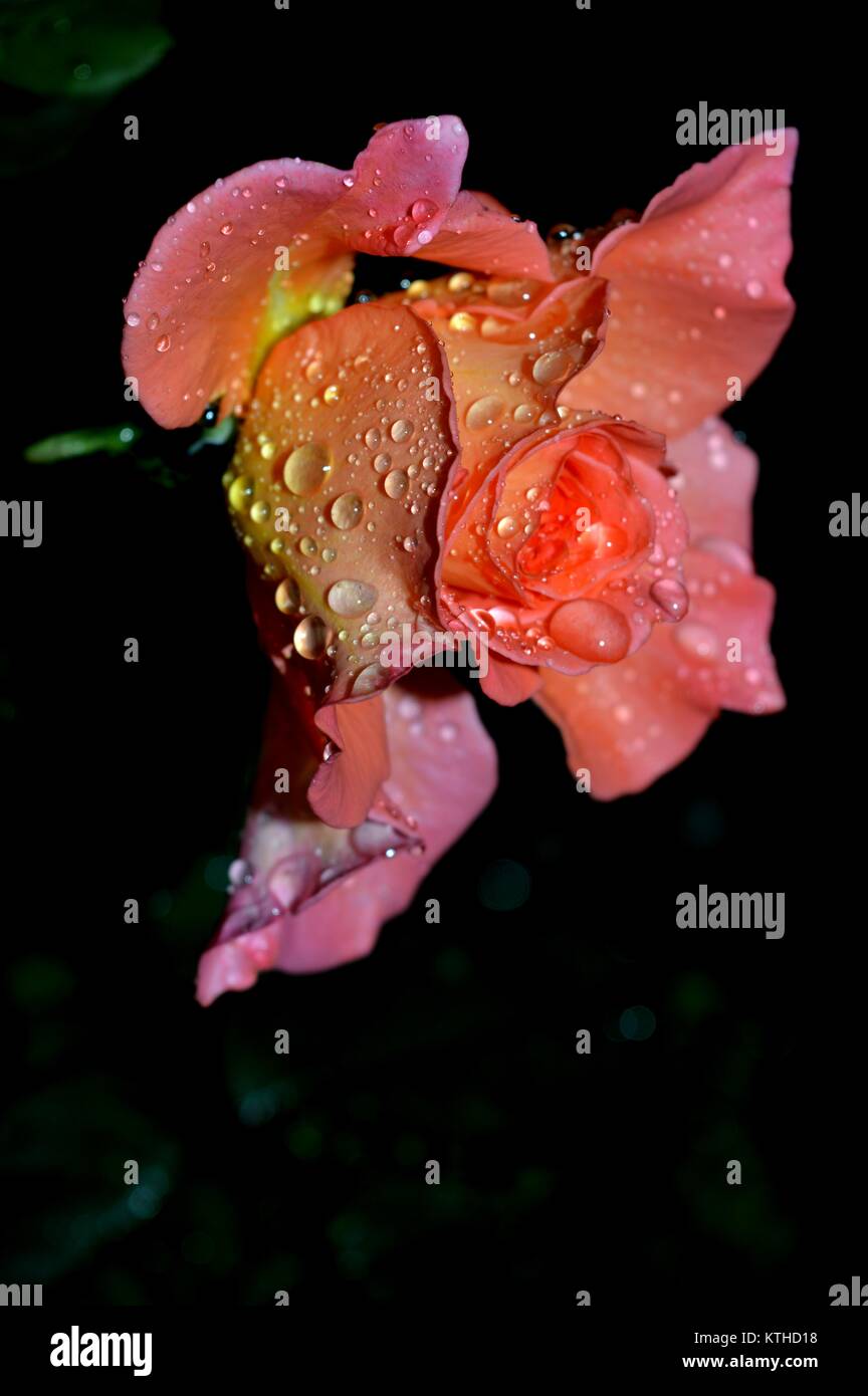 Rose with rain drops Stock Photo - Alamy