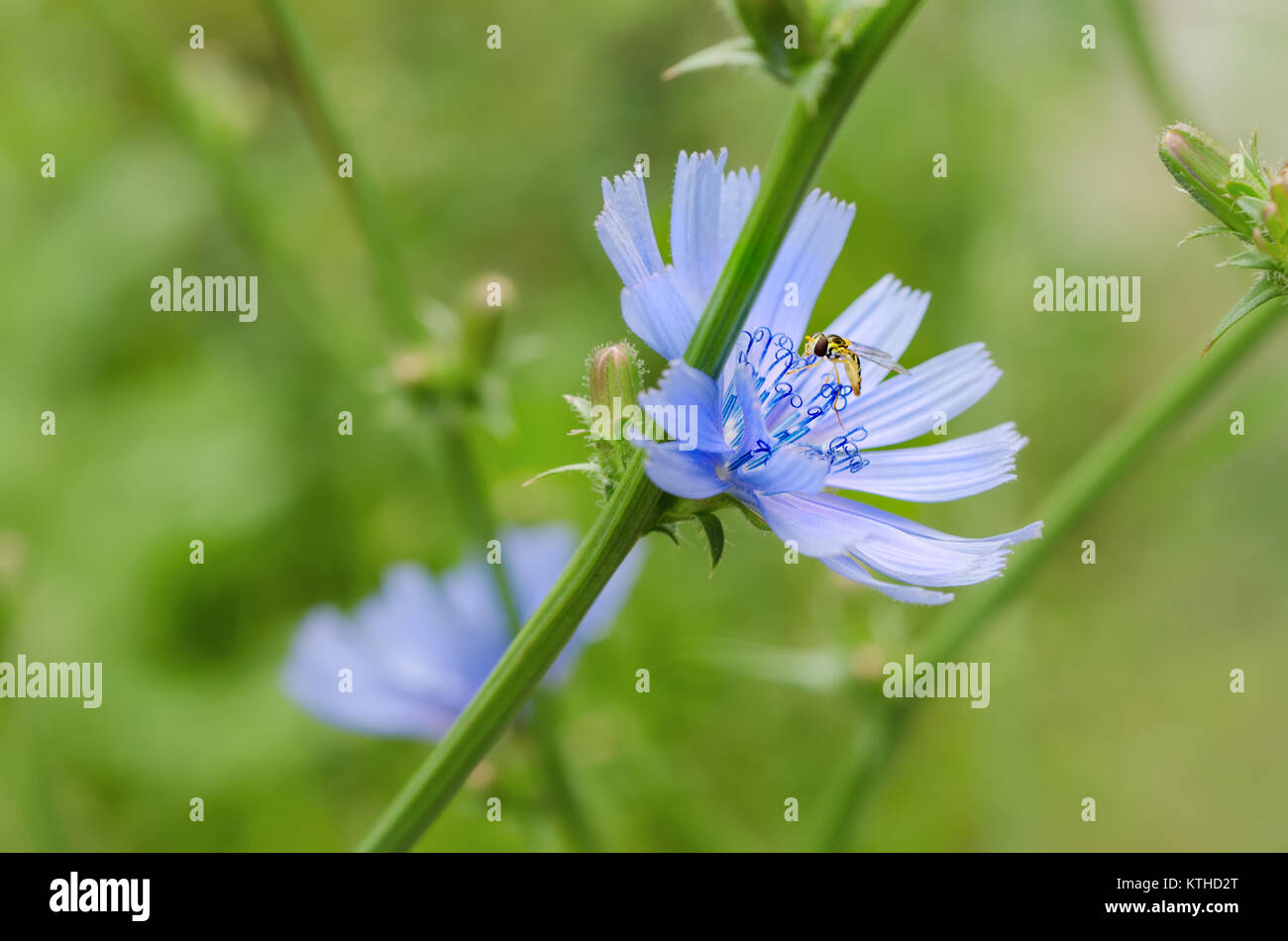 Chicory flower in nature Stock Photo - Alamy