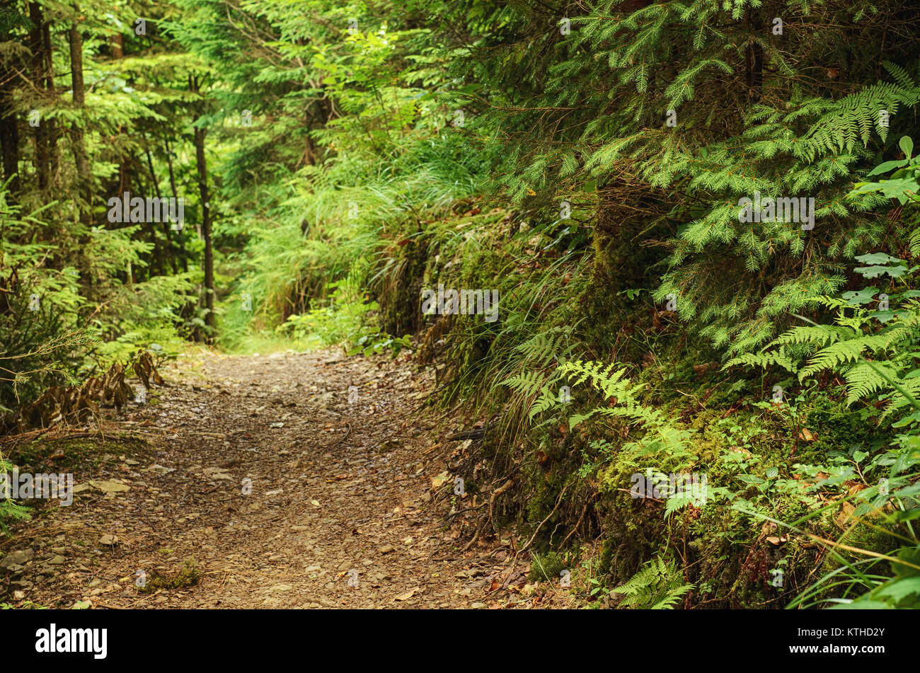 Summer green forest Stock Photo - Alamy