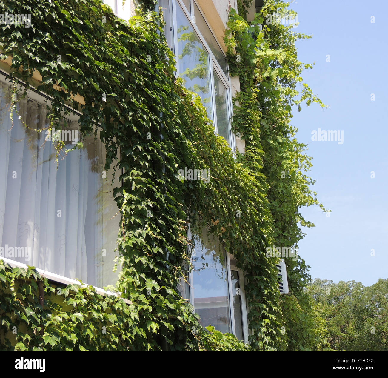 House creeping plants ivy hi-res stock photography and images - Alamy