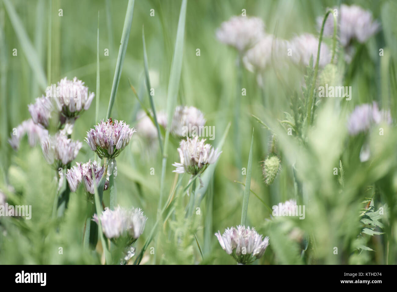 Condiment garden garlic allium hi-res stock photography and images - Alamy