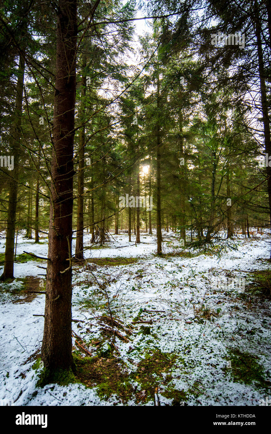 Natural Woodland Landscape In The Snow, Oxford, UK Stock Photo - Alamy