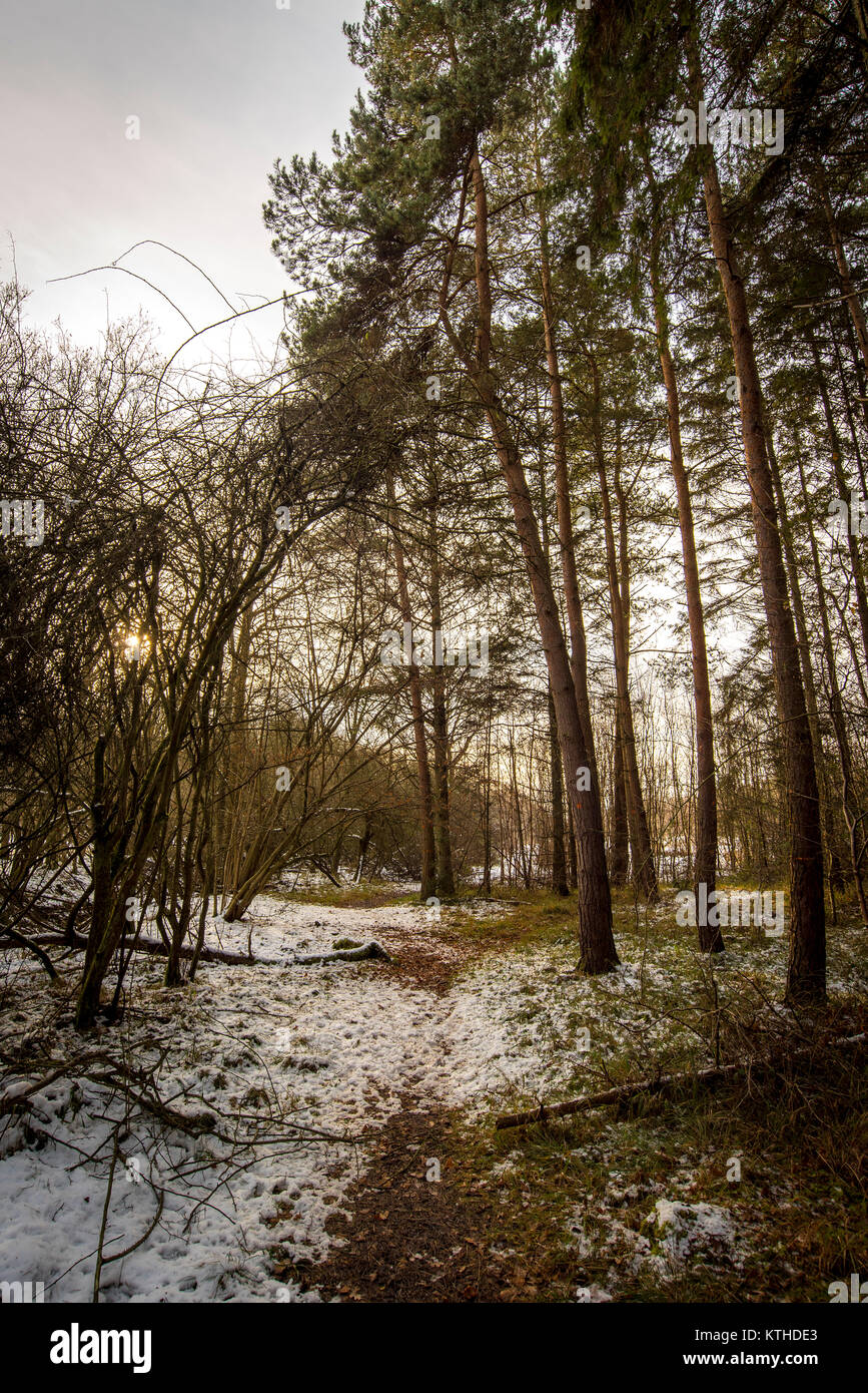 Sunshine after ice storm hi-res stock photography and images - Alamy