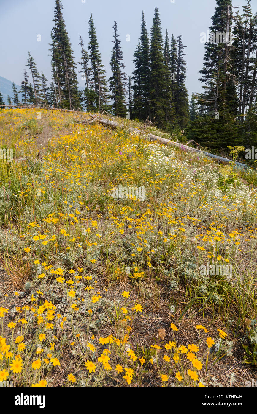 Yellow wildflowers on Cirque Rim Trail on Hurricane Ridge in Olympic ...