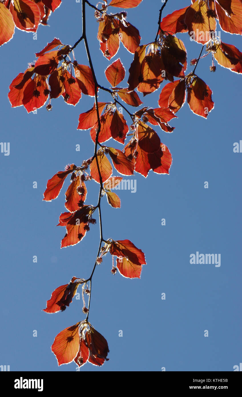 Translucent leaves hi-res stock photography and images - Alamy