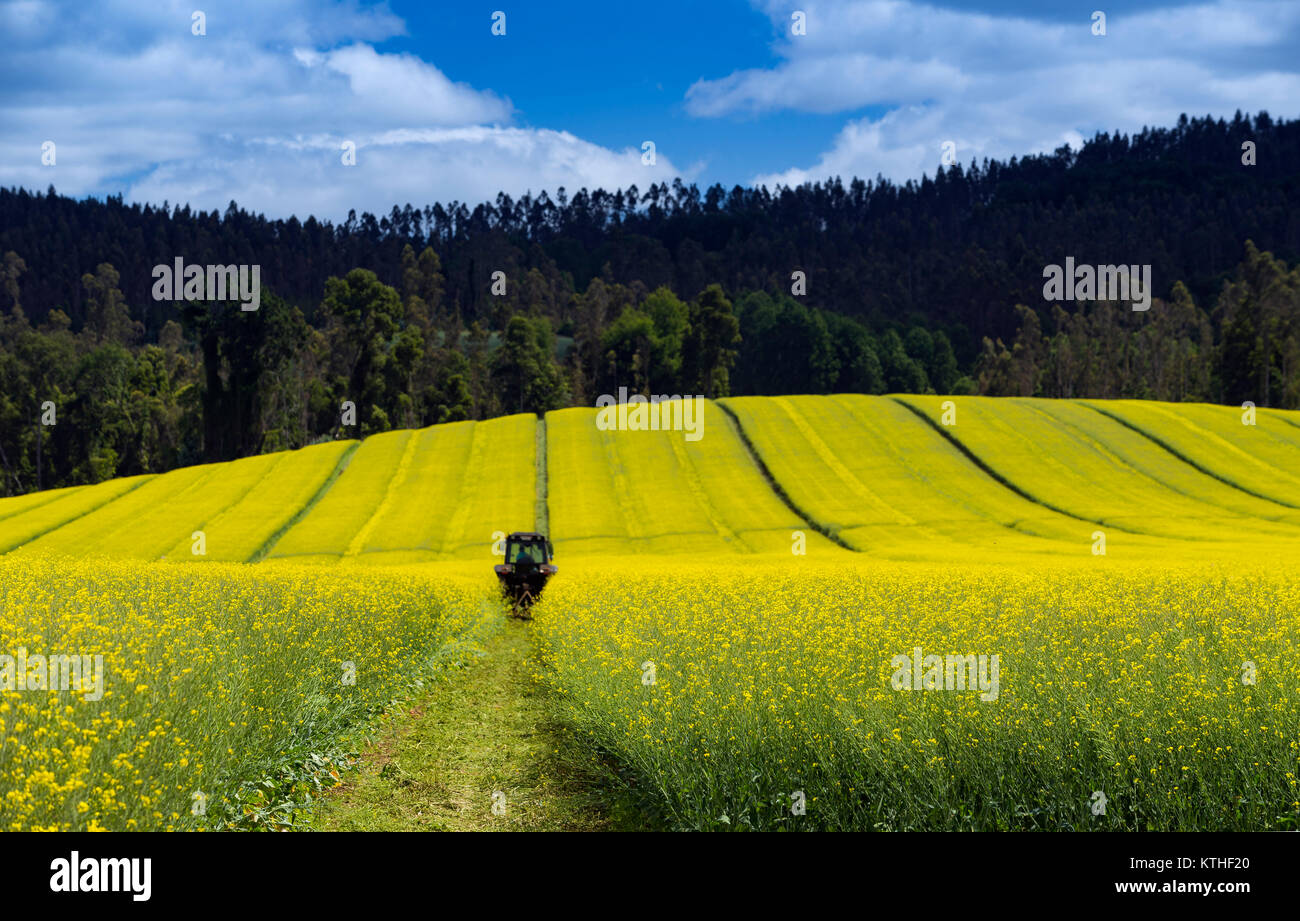 Cultivos de chile hi-res stock photography and images - Alamy
