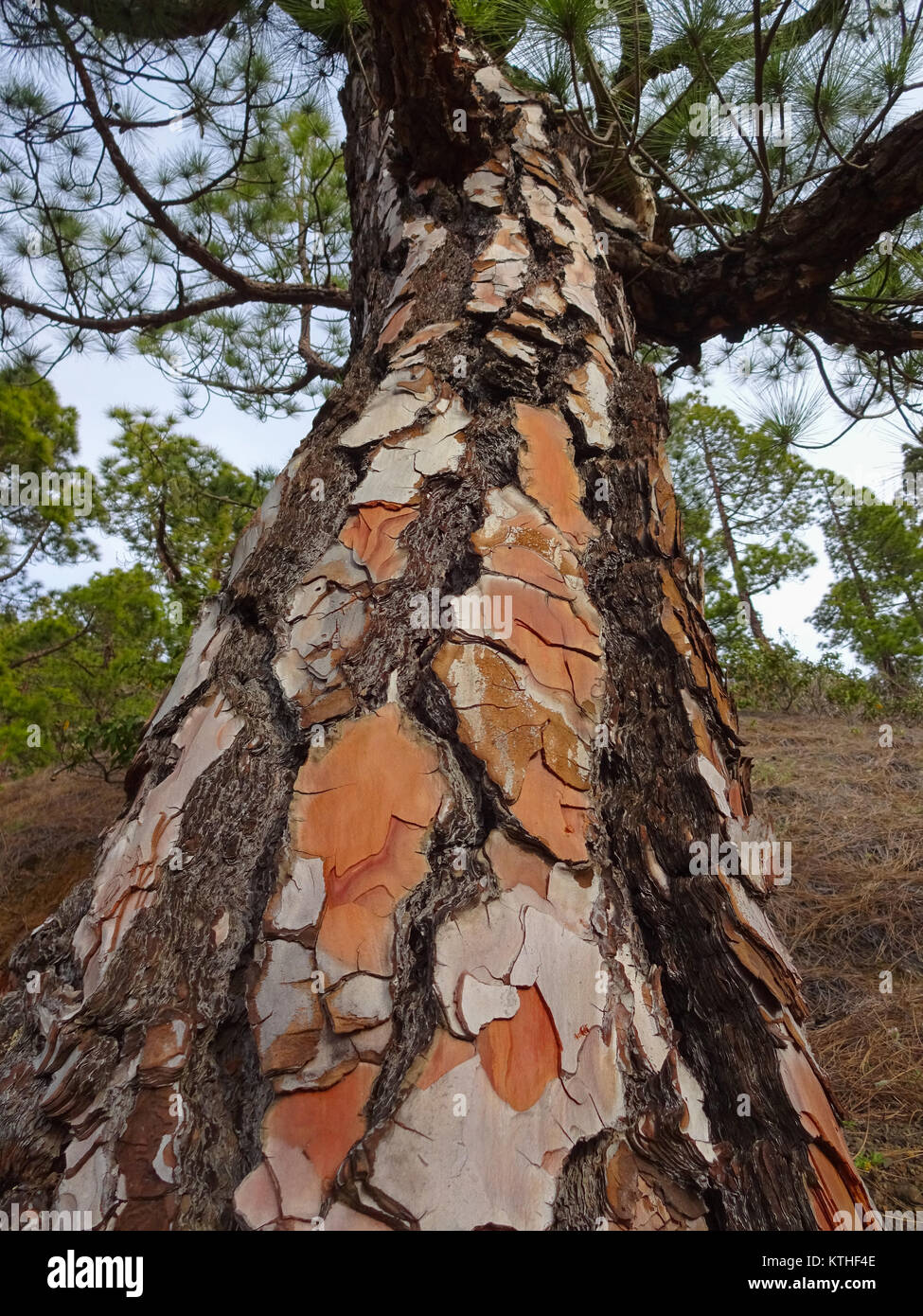 Pine trunk close up tree hi-res stock photography and images - Alamy