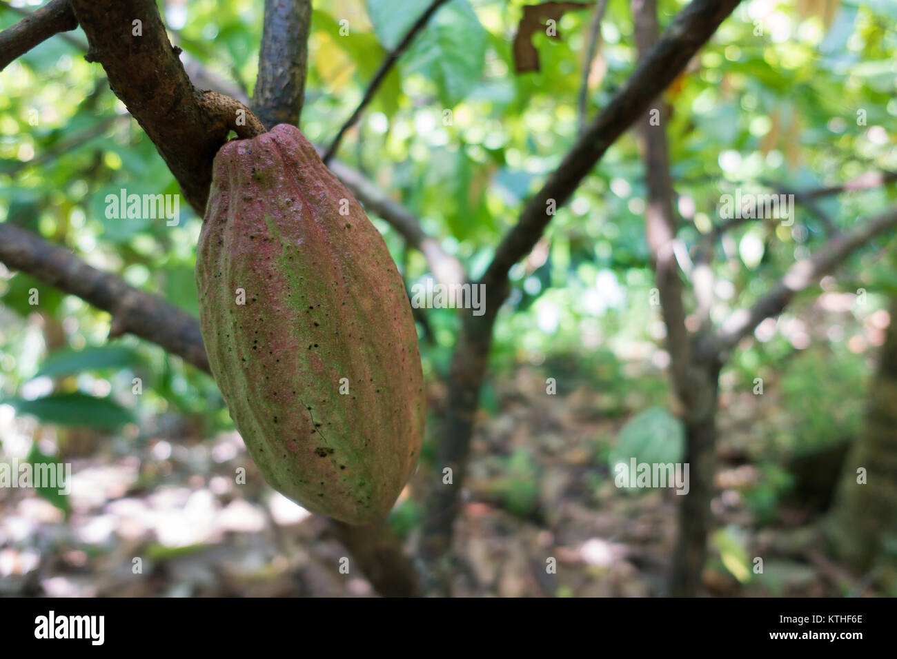 Close up of yellow-orange cacao cocoa fruit or pod in the sunny day on ...