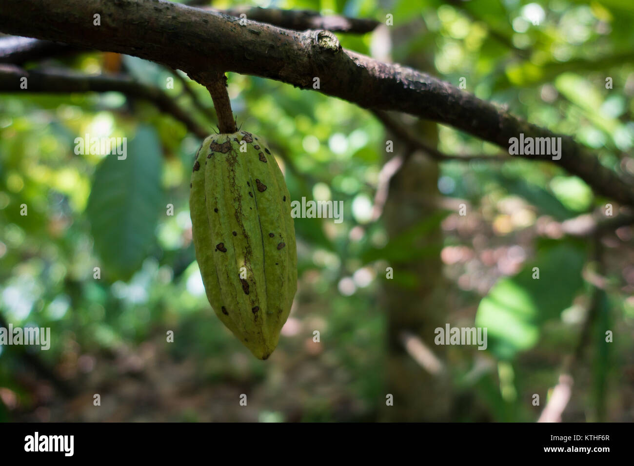 Close up of yellow-orange cacao cocoa fruit or pod in the sunny day on ...