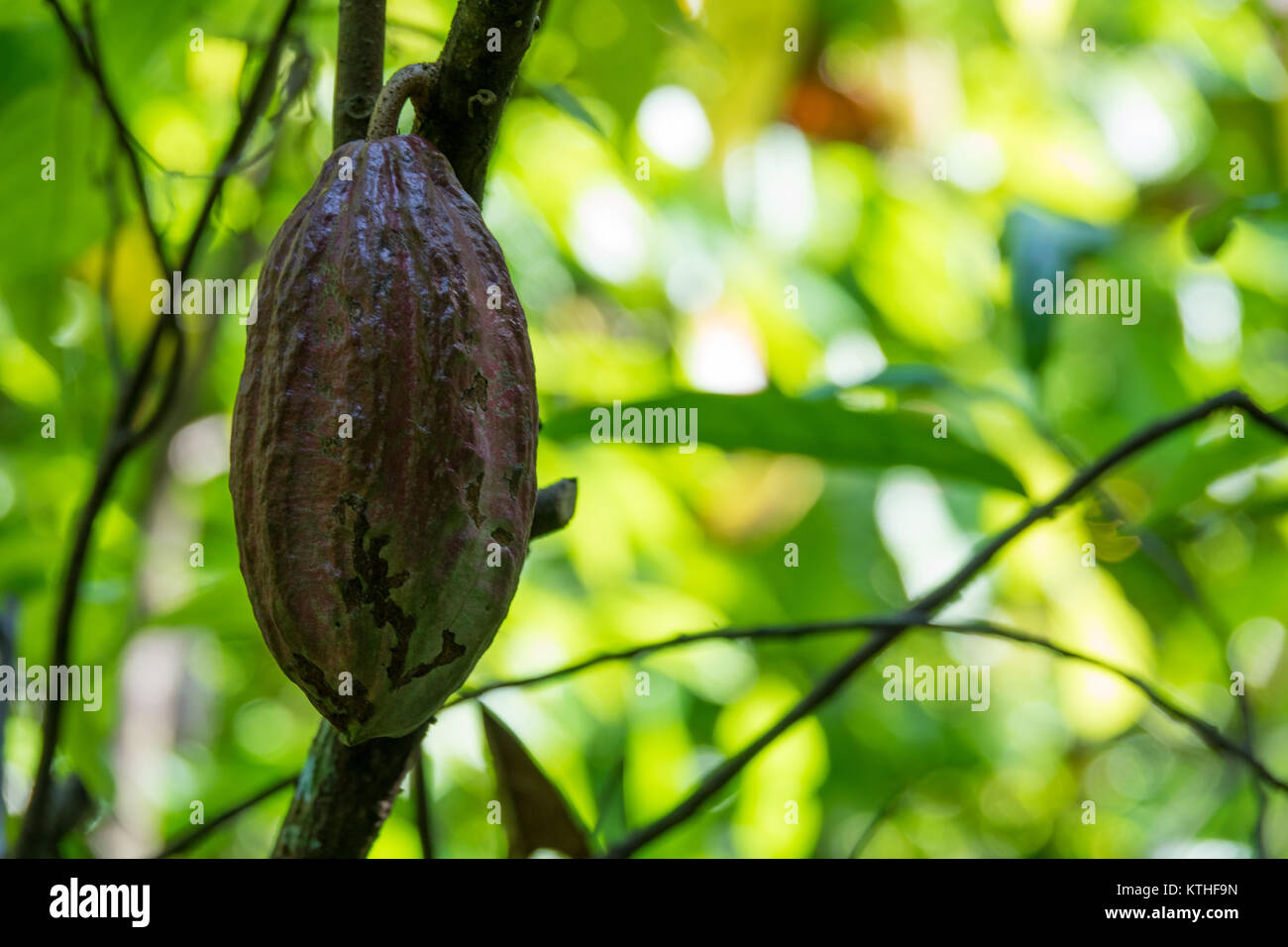 Close up of yellow-orange cacao cocoa fruit or pod in the sunny day on ...