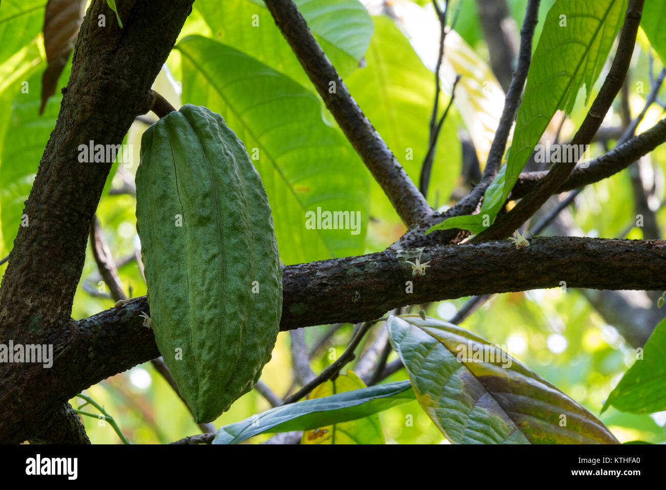 Also called the cacao tree and the cocoa tree hi-res stock photography ...