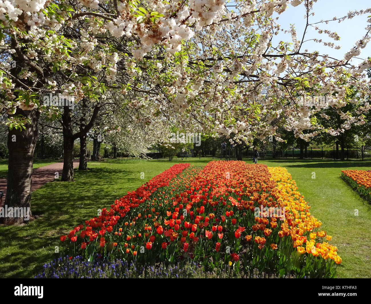 Tuip rows hi-res stock photography and images - Alamy