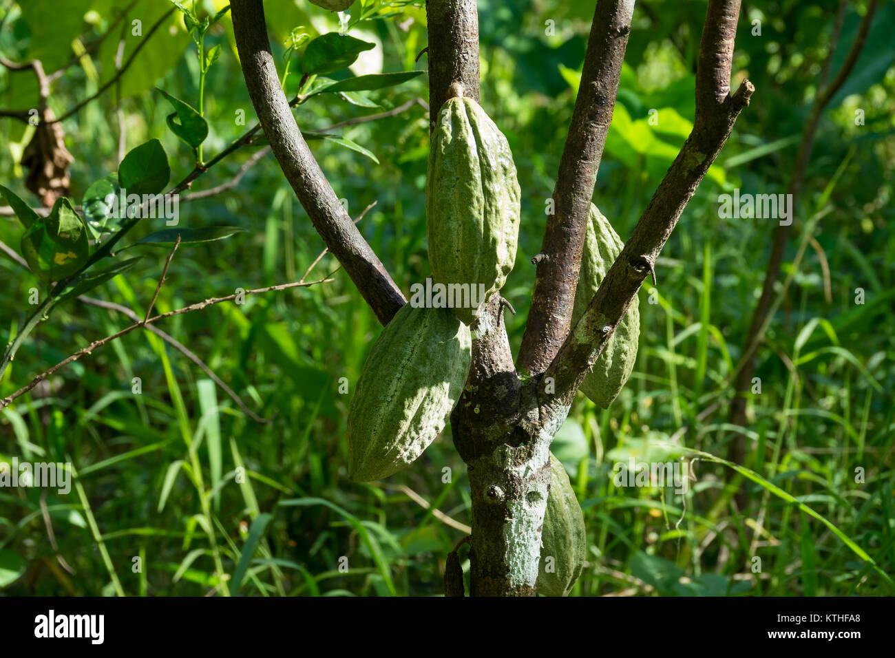 Close up of yellow-orange cacao cocoa fruit or pod in the sunny day on ...