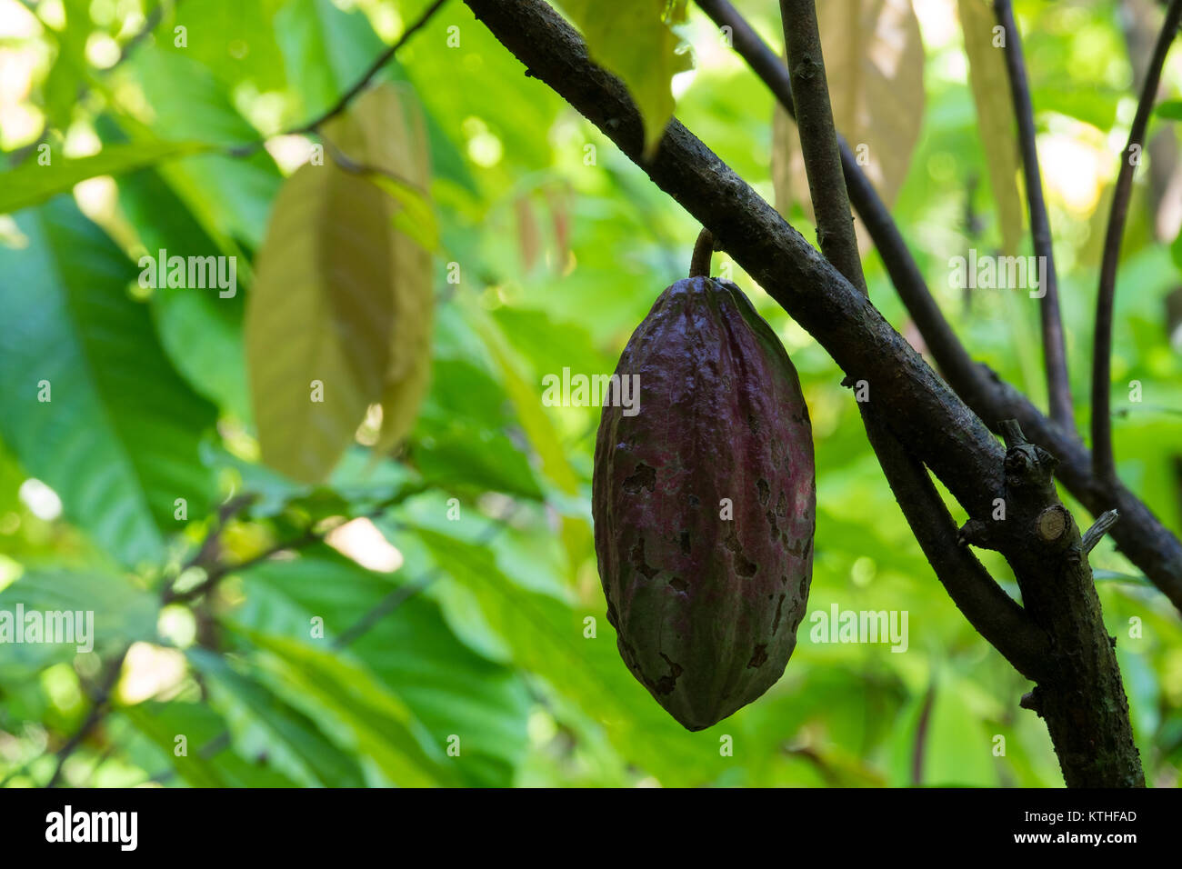 Close up of yellow-orange cacao cocoa fruit or pod in the sunny day on ...