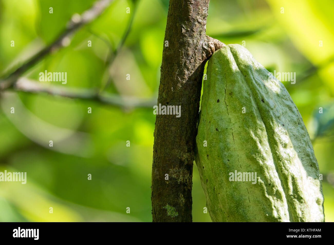 Close up of yellow-orange cacao cocoa fruit or pod in the sunny day on ...
