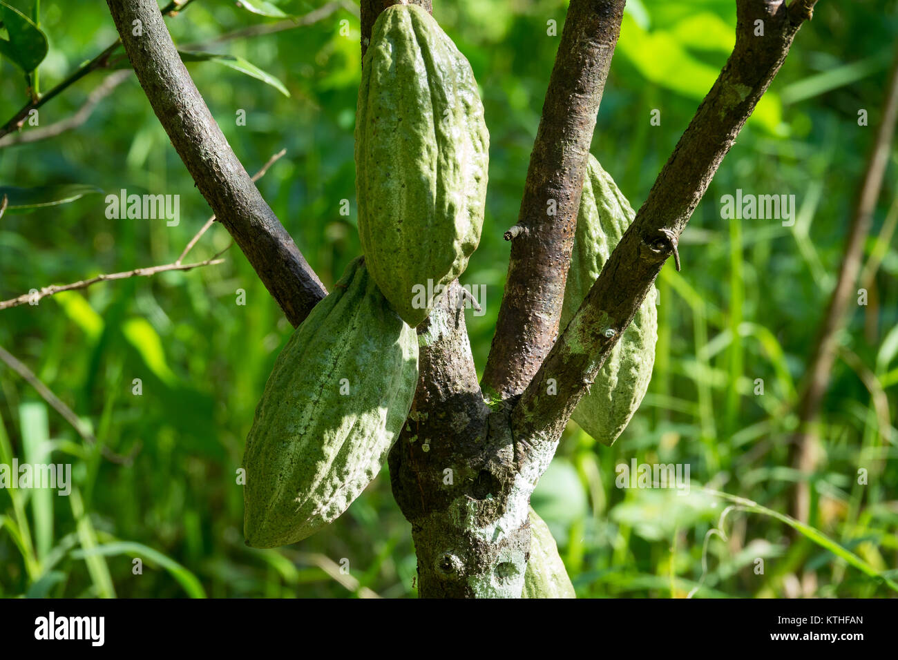 Close up of yellow-orange cacao cocoa fruit or pod in the sunny day on ...