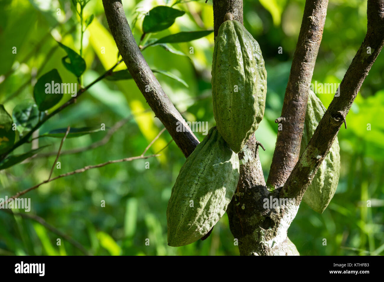 Close up of yellow-orange cacao cocoa fruit or pod in the sunny day on ...